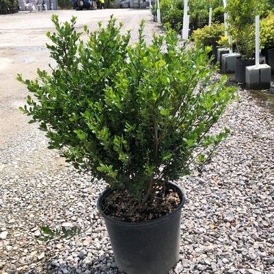 Panther Creek Nursery